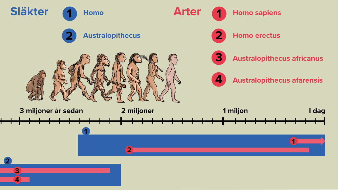Människans utveckling – lektion i historia åk 7,8,9